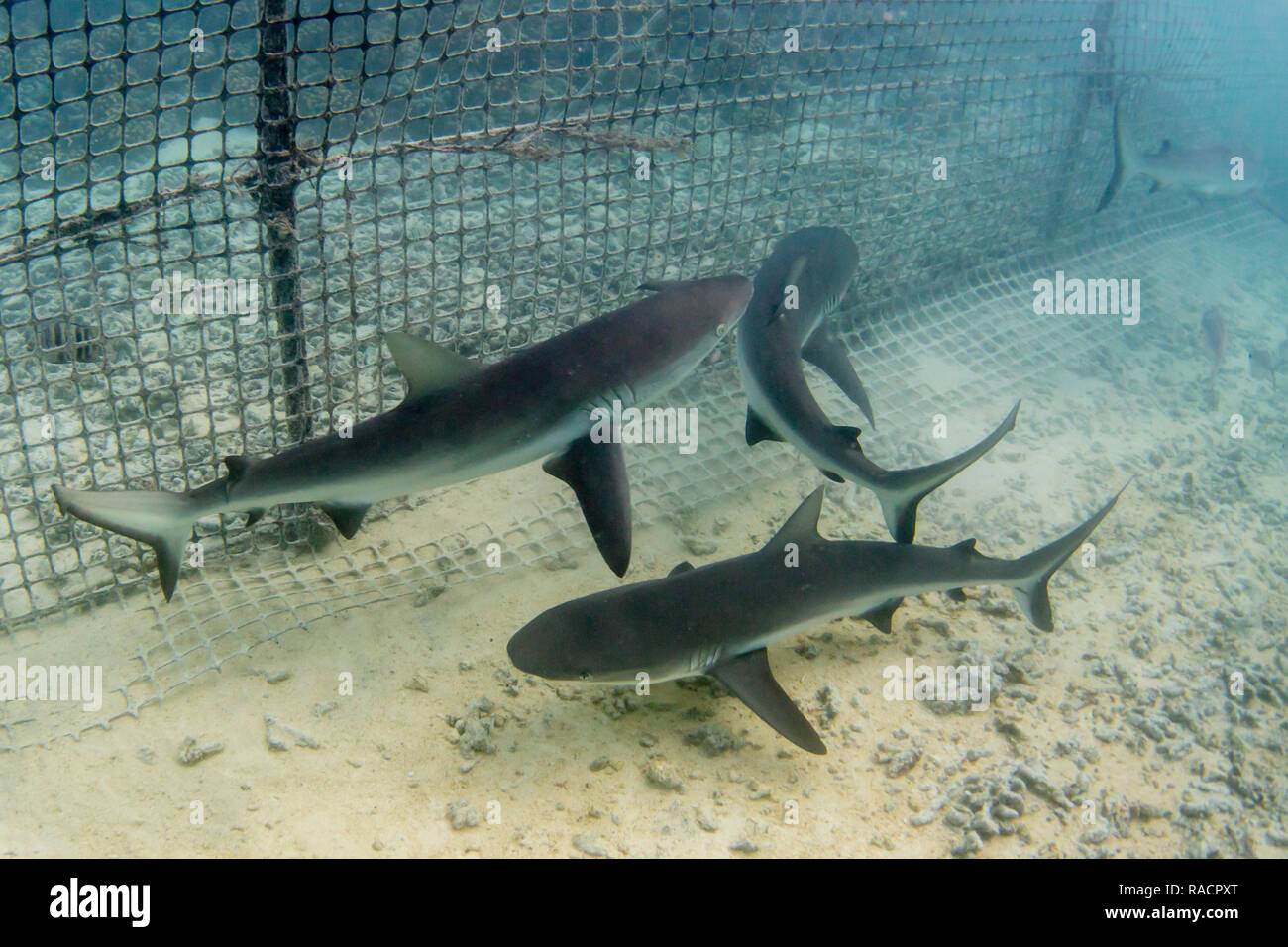 Les requins gris de récif (Carcharhinus amblyrhynchos) pris dans l ...