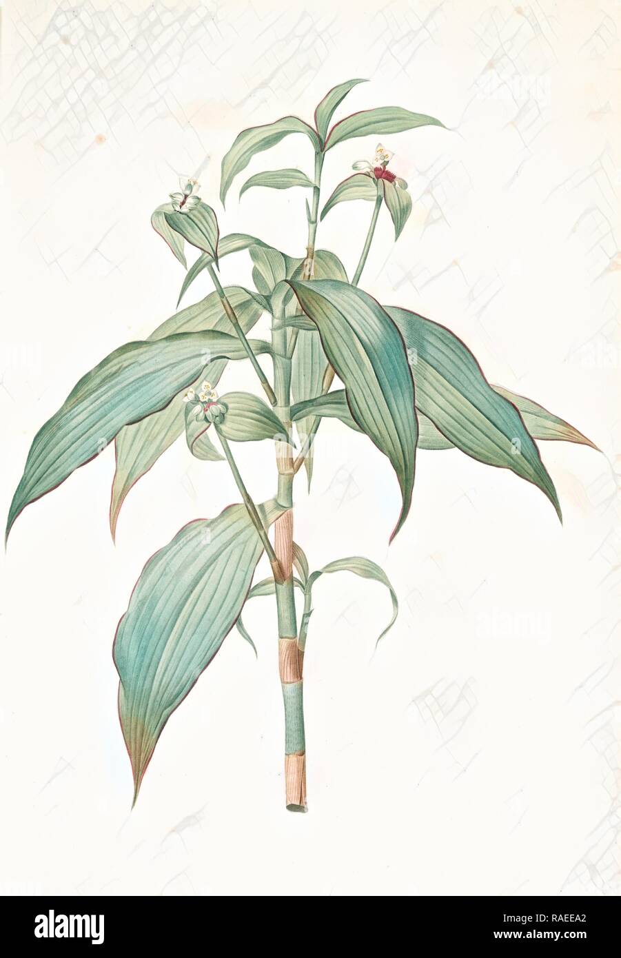 Tradescantia zanonia Banque de photographies et d’images à haute ...