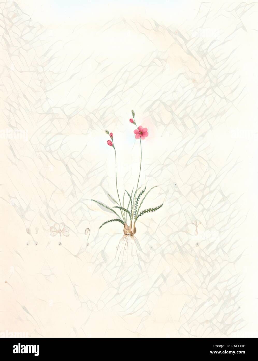 Ixia a feuilles crepues Banque de photographies et d’images à haute ...