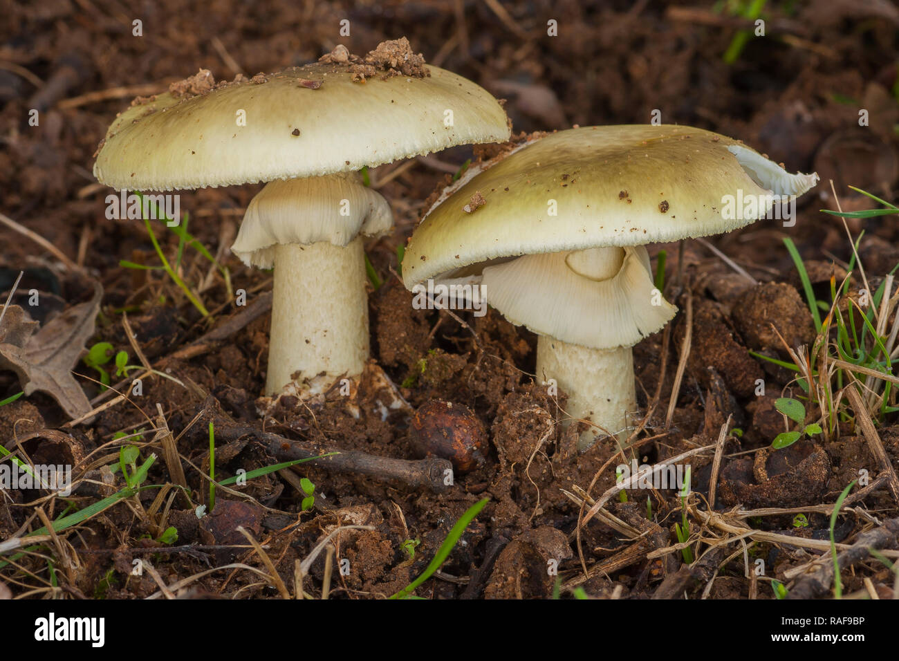 Amanita phalloides Banque de photographies et d’images à haute ...