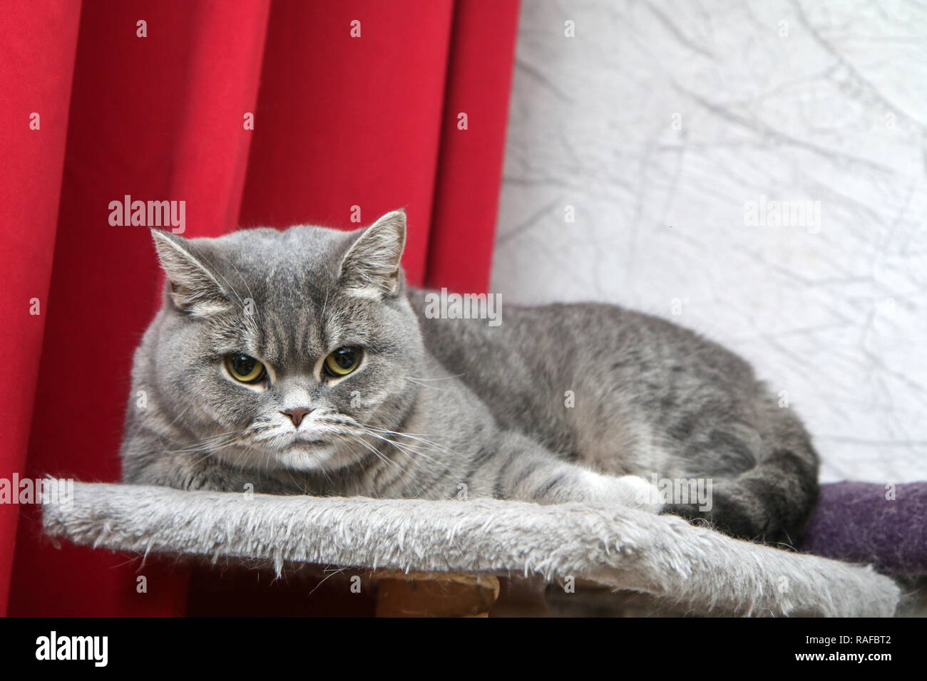 Chat animal de compagnie mignon grincheux Banque de photographies et d ...
