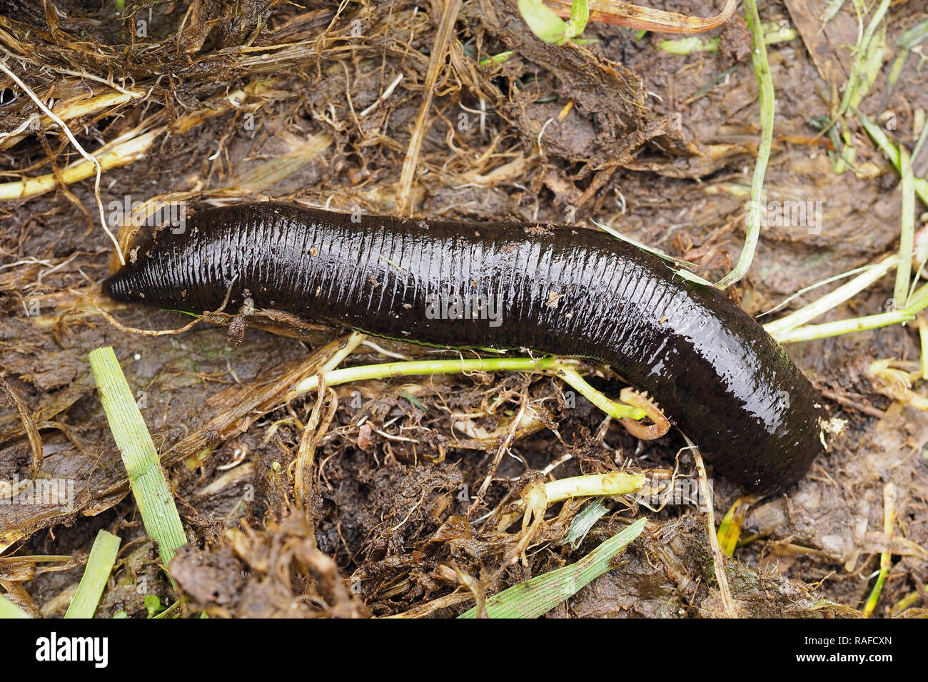 Sangsues de cheval Banque de photographies et d’images à haute ...