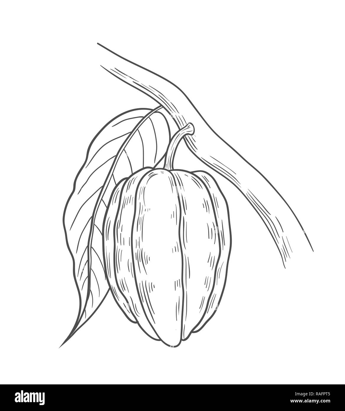 Illustration de cacao, dessin, gravure, encre, dessin au trait, vector ...