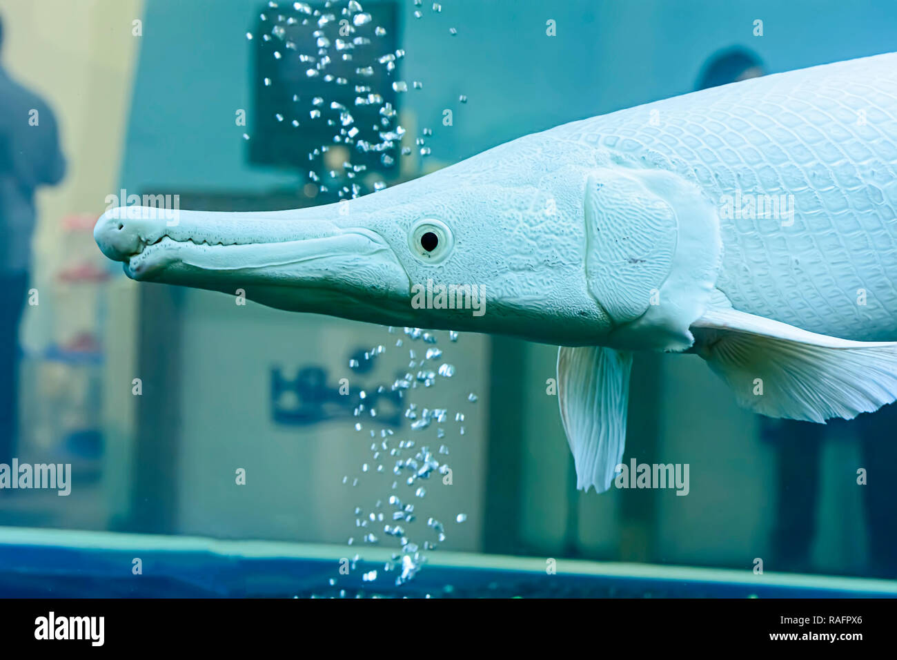 Alligator gar fish Banque de photographies et d’images à haute ...