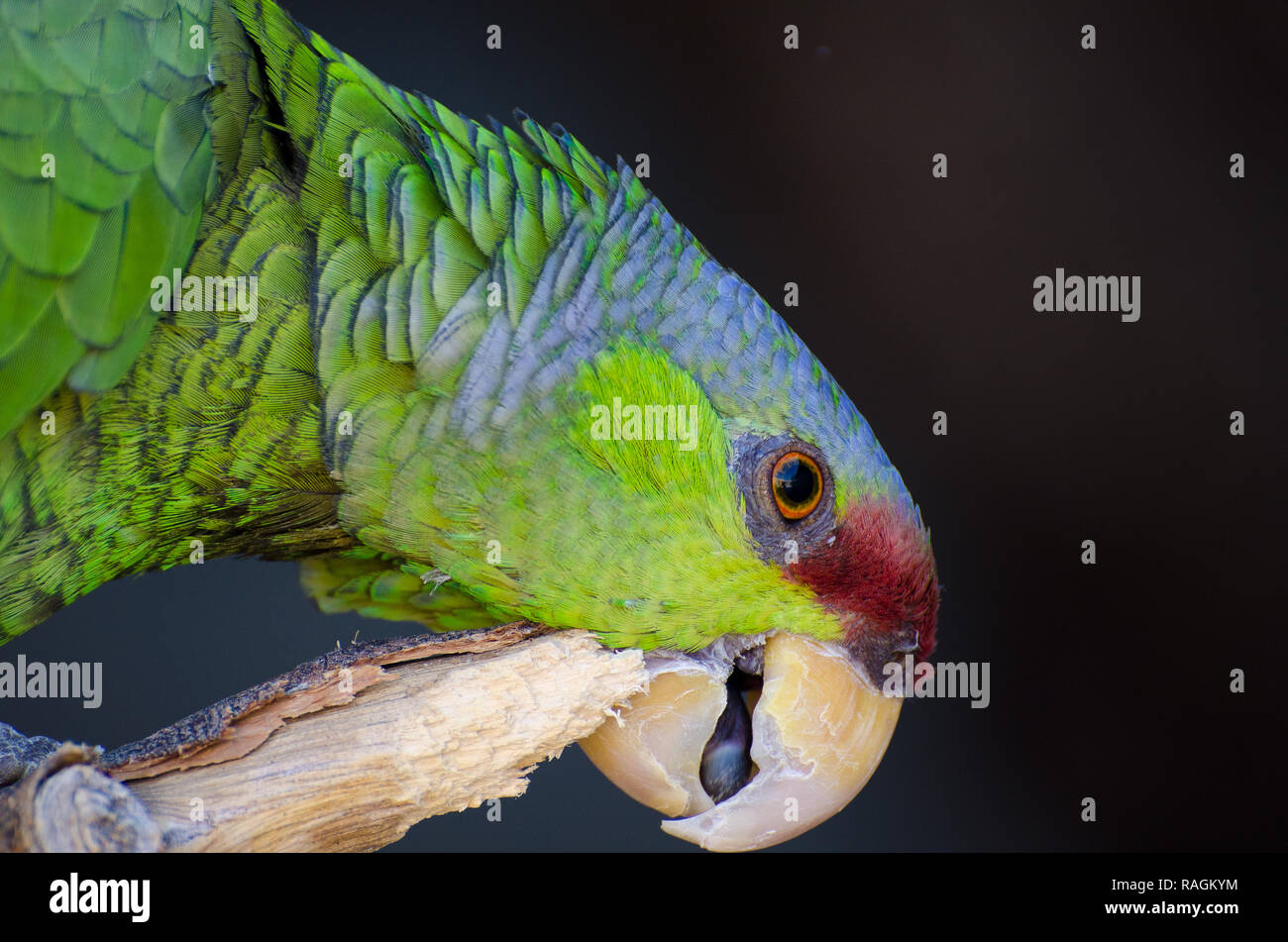 Perroquet amazon Banque de photographies et d’images à haute résolution ...