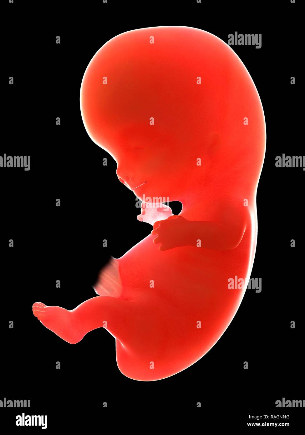 Semaine de grossesse 9 Banque de photographies et d’images à haute ...