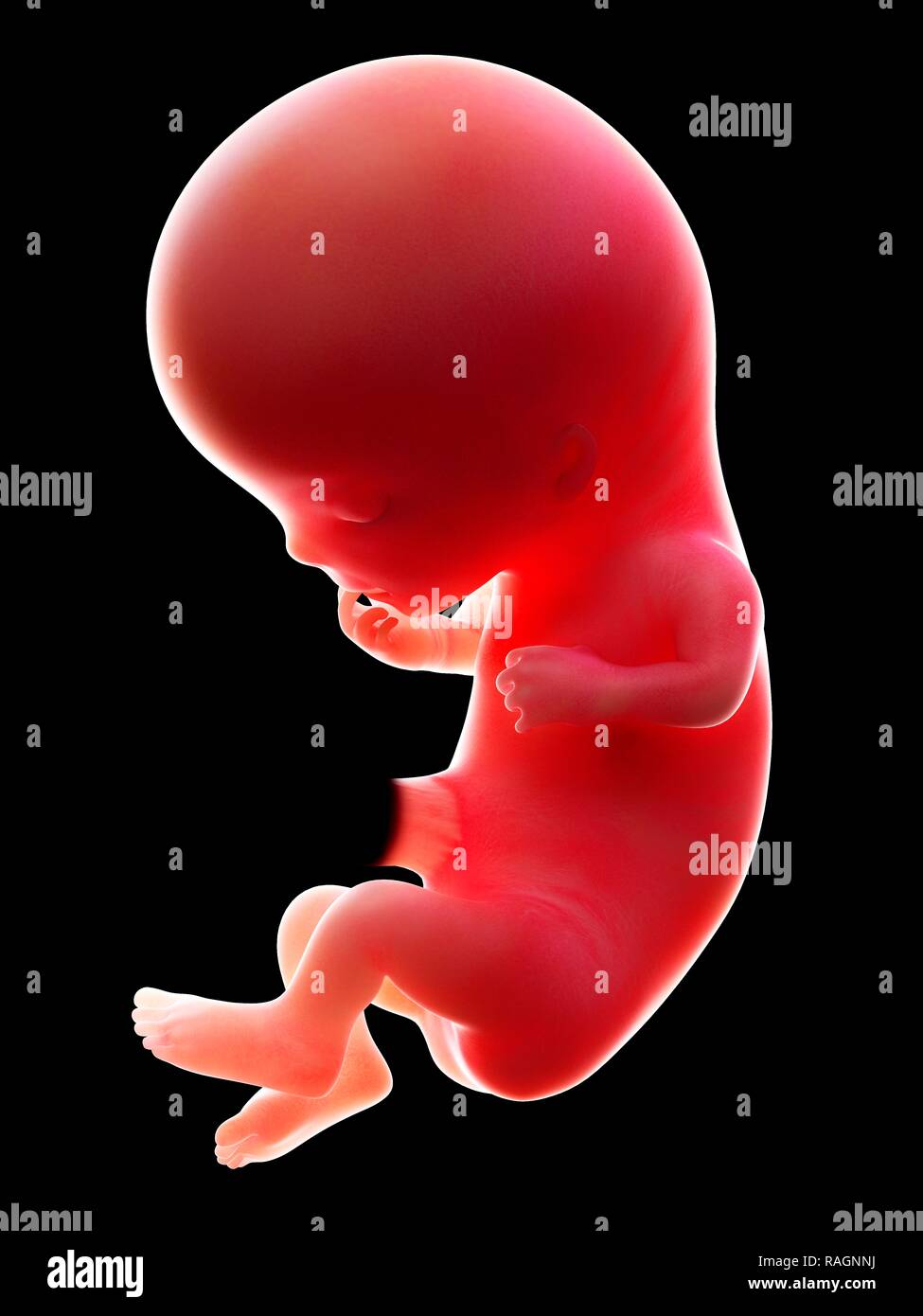 Foetus à 11 semaines Banque de photographies et d’images à haute ...