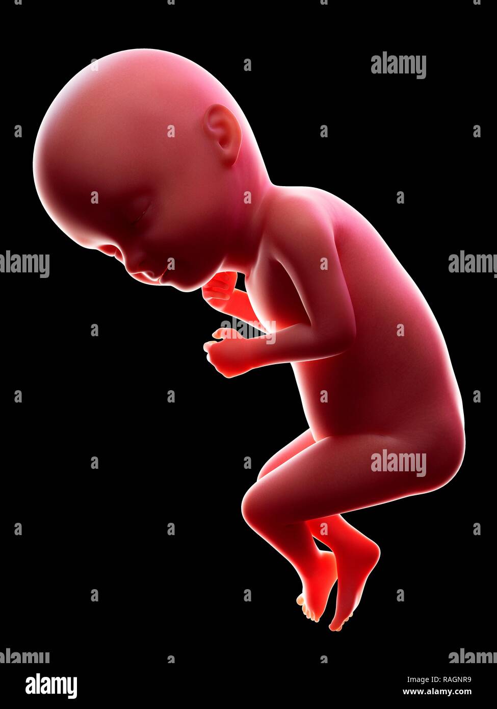 Fœtus à 20 semaines Banque de photographies et d’images à haute ...