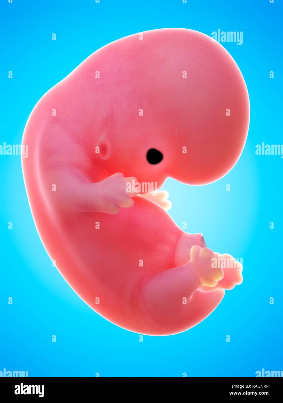 Fœtus à 8 semaines Banque de photographies et d’images à haute ...