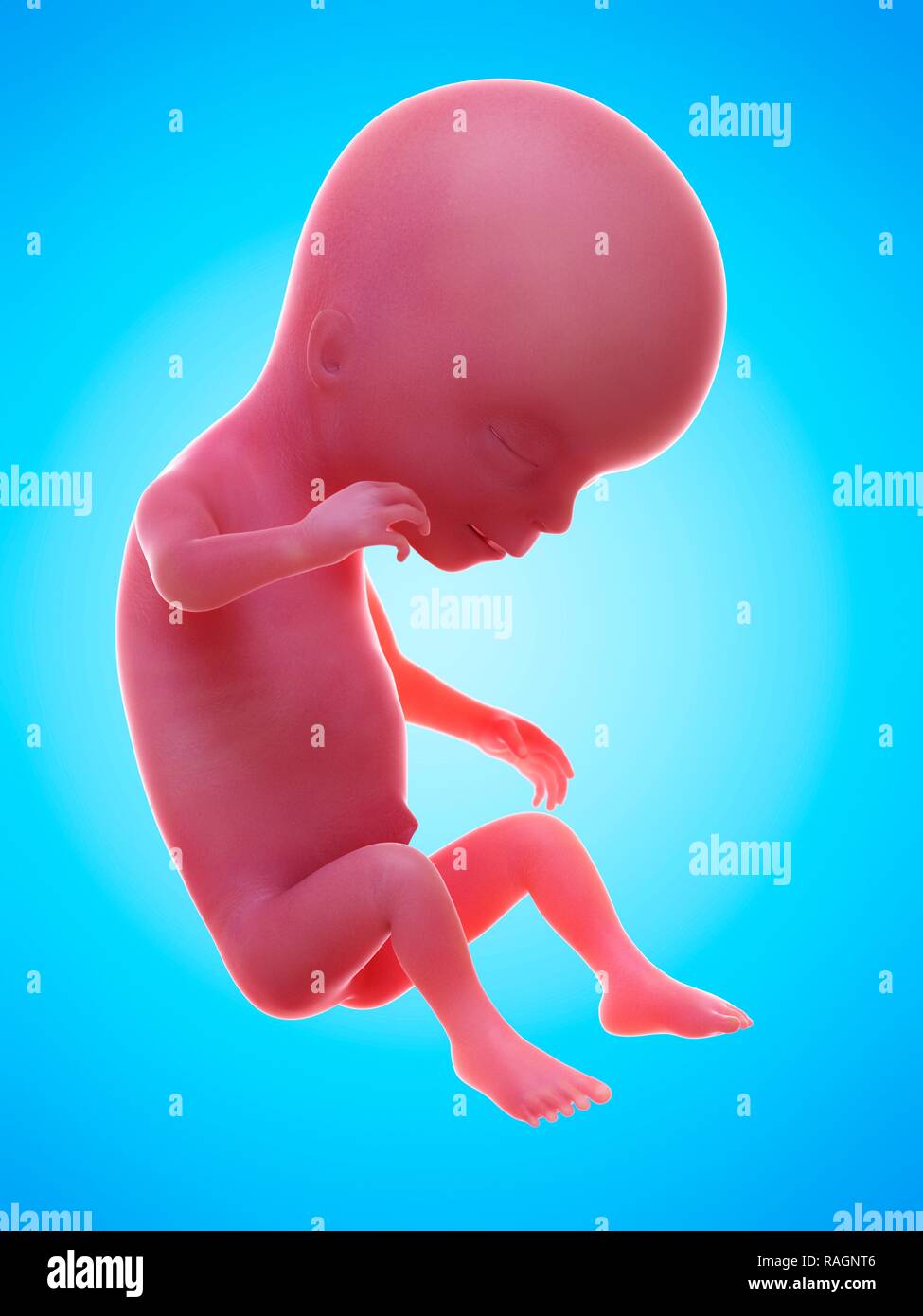 Foetus À 14 Semaines Banque d'image et photos - Alamy