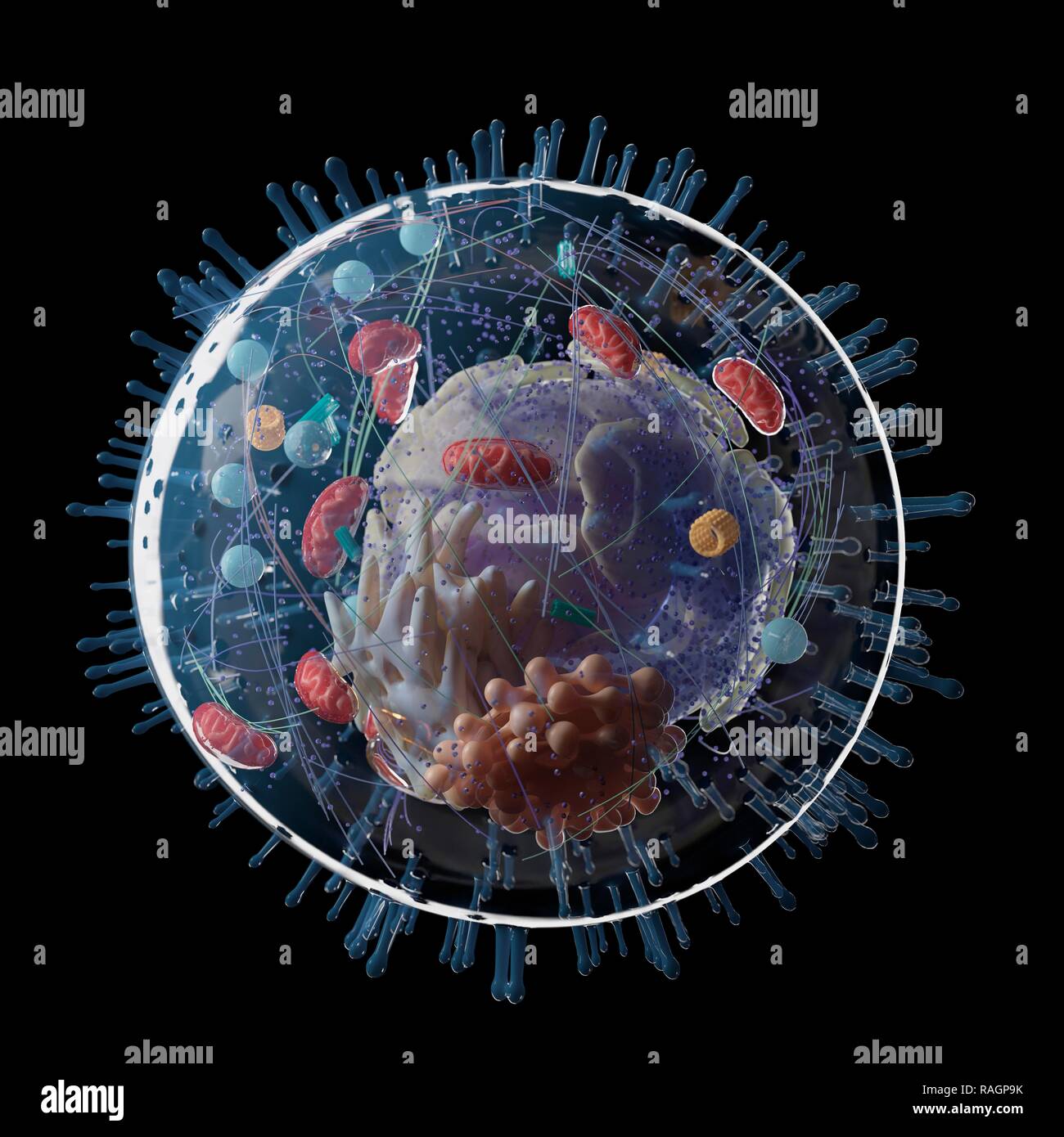 La structure de la cellule eucaryote Banque de photographies et d ...