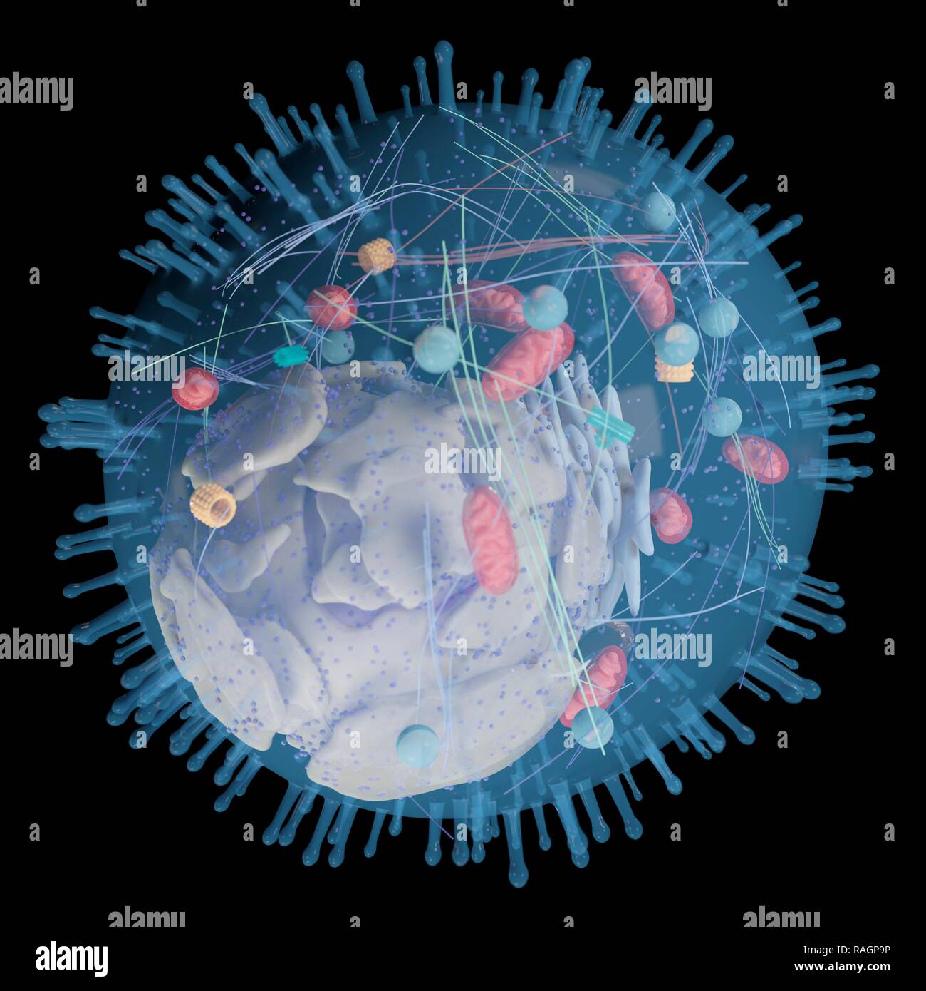 Illustration d'une cellule humaine Photo Stock - Alamy
