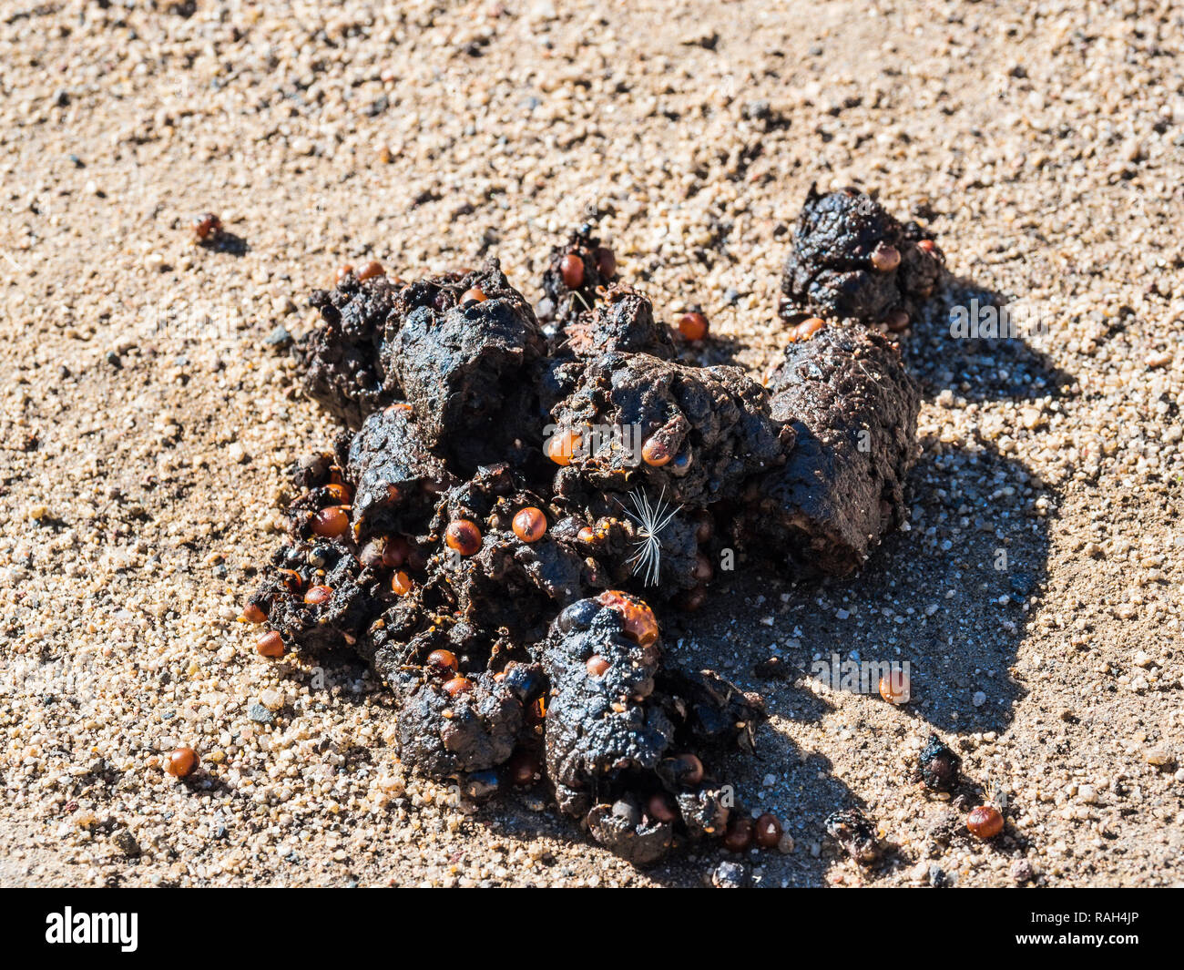 Coyote scat Banque de photographies et d’images à haute résolution - Alamy
