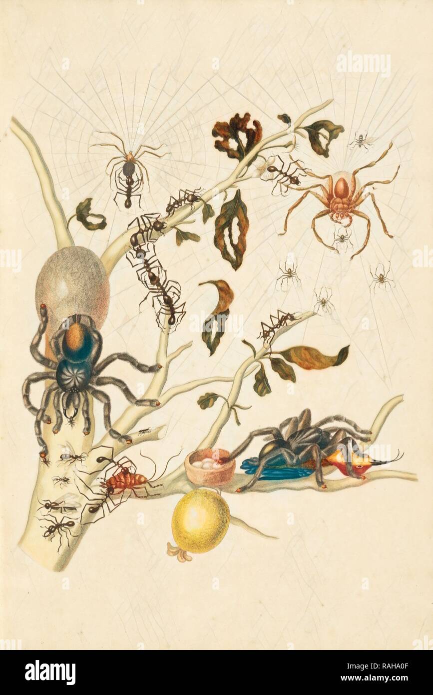 La branche d'une goyave arbre avec les fourmis coupeuses de feuilles ...