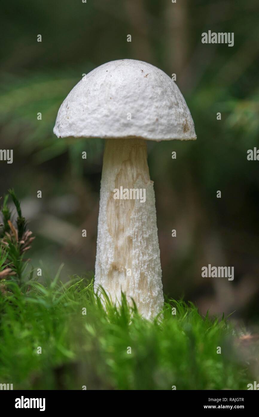 Bolets holopus Banque de photographies et d’images à haute résolution ...