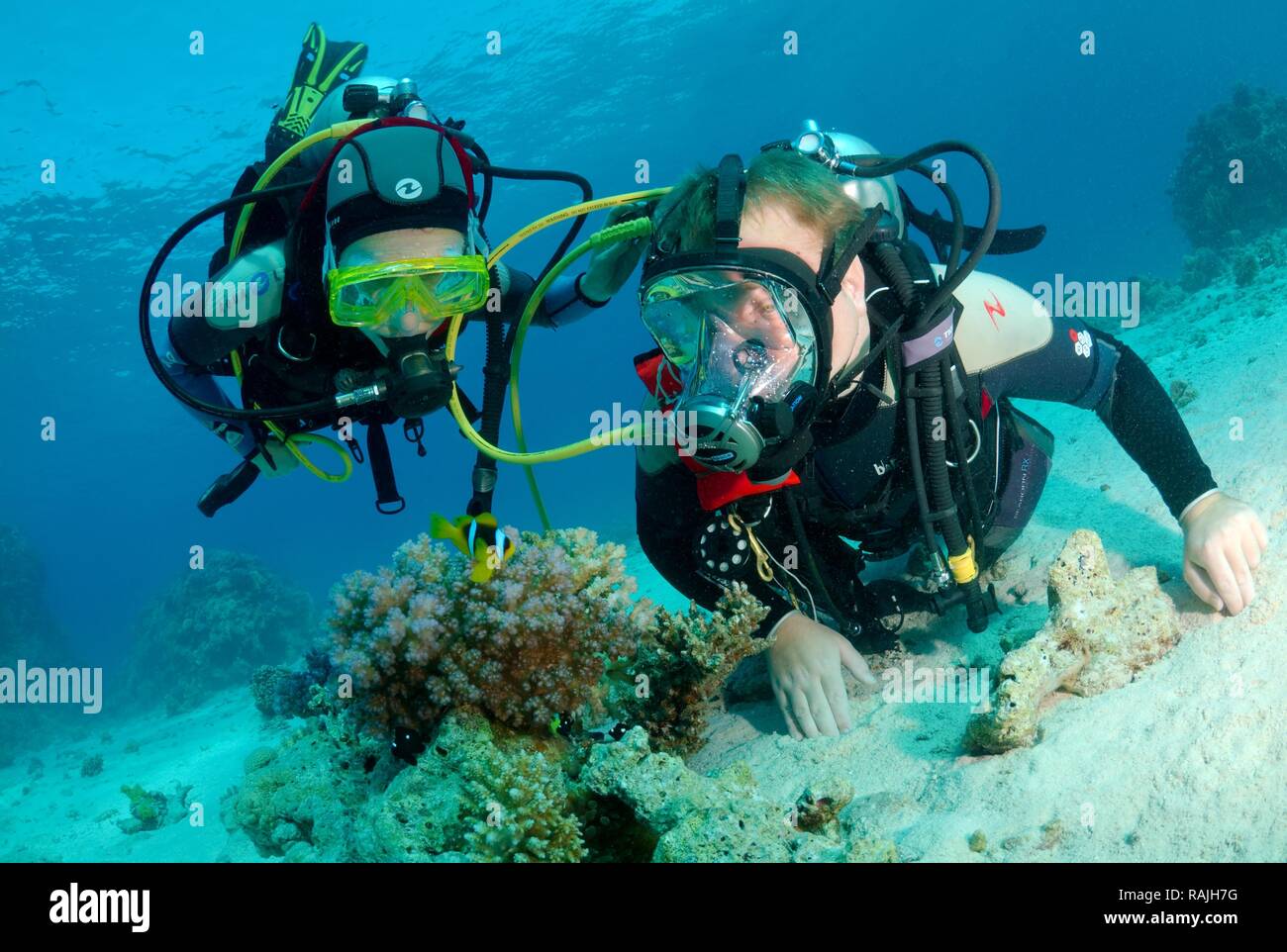 Les plongeurs et la mer Rouge à bandes ou deux poissons clowns, poisson ...