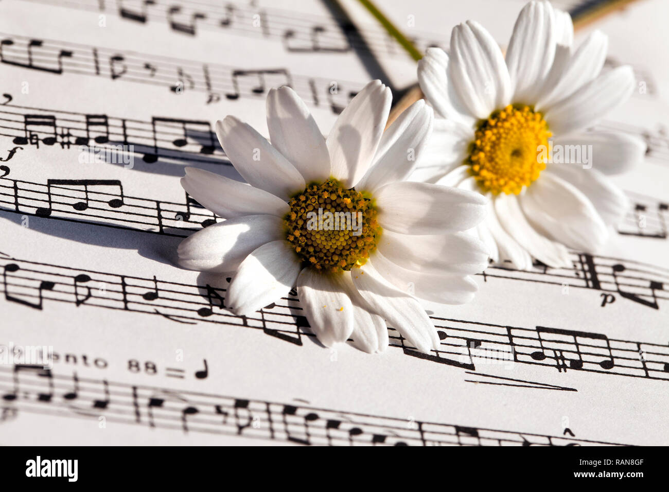 Music art composition flower plant Banque de photographies et d’images ...