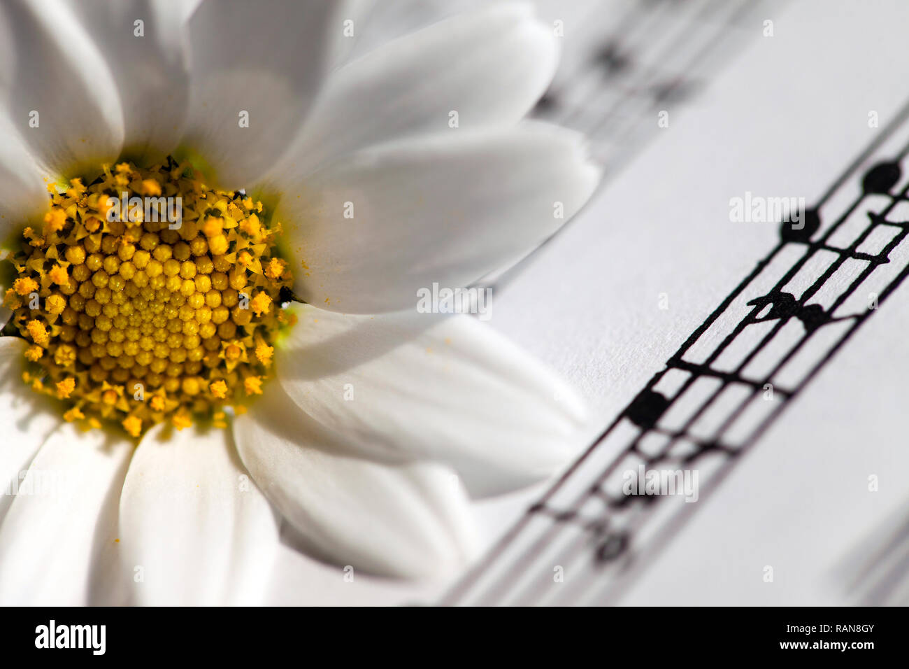 Music art composition flower plant Banque de photographies et d’images ...