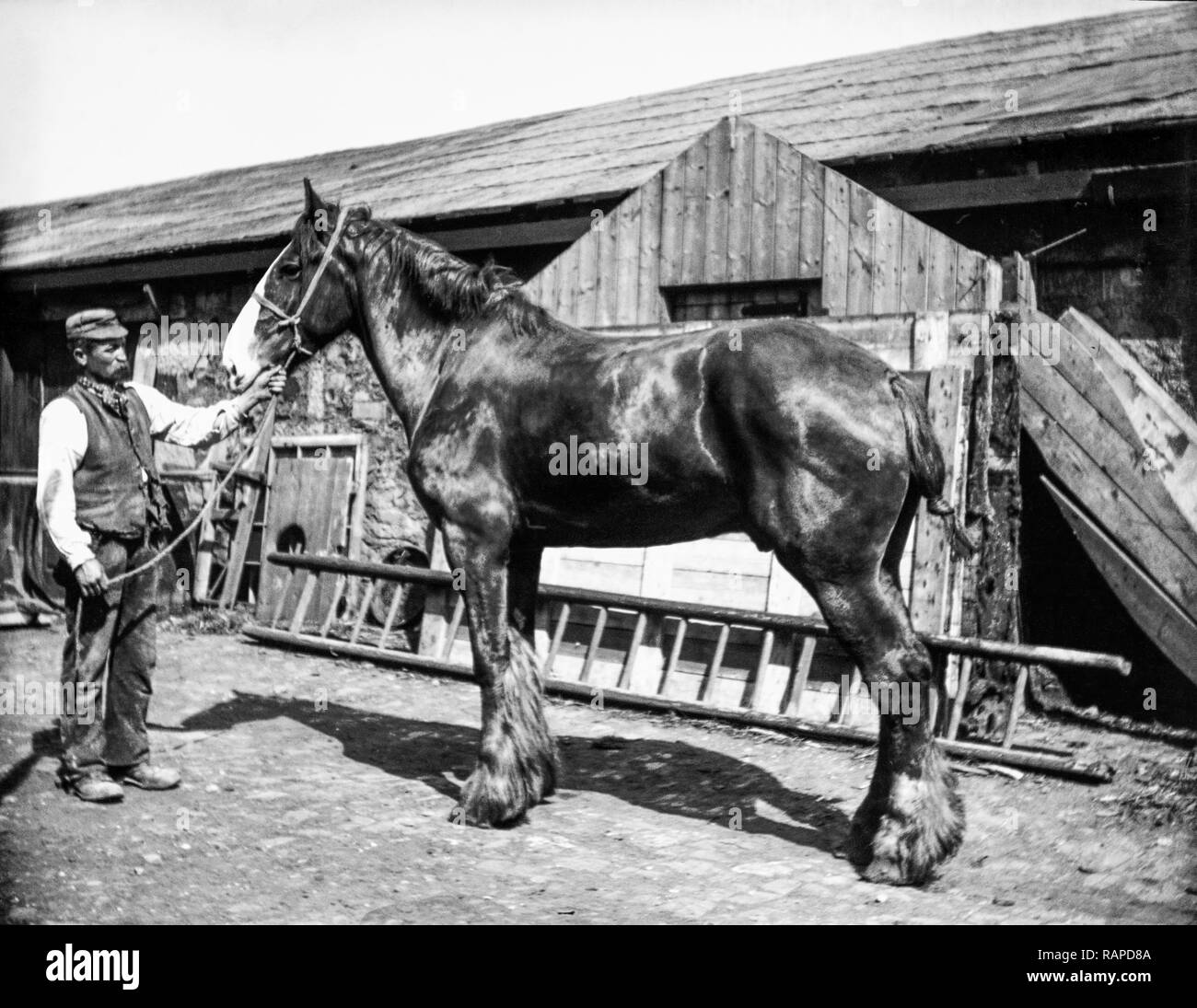 Un grand cheval de travail, semble être la transpiration, avec l ...