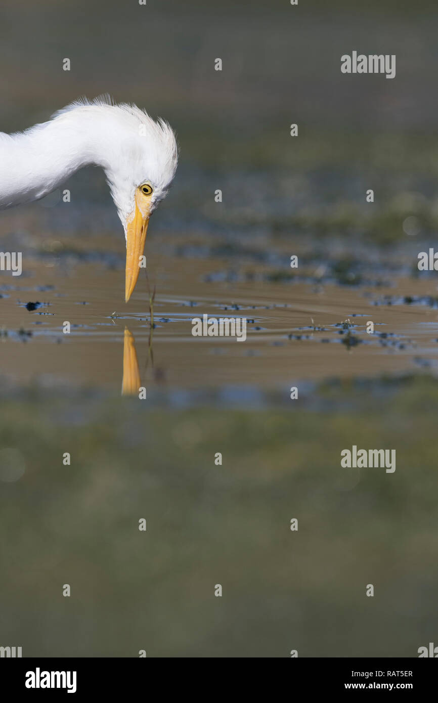 Un bourbier Banque de photographies et d’images à haute résolution - Alamy