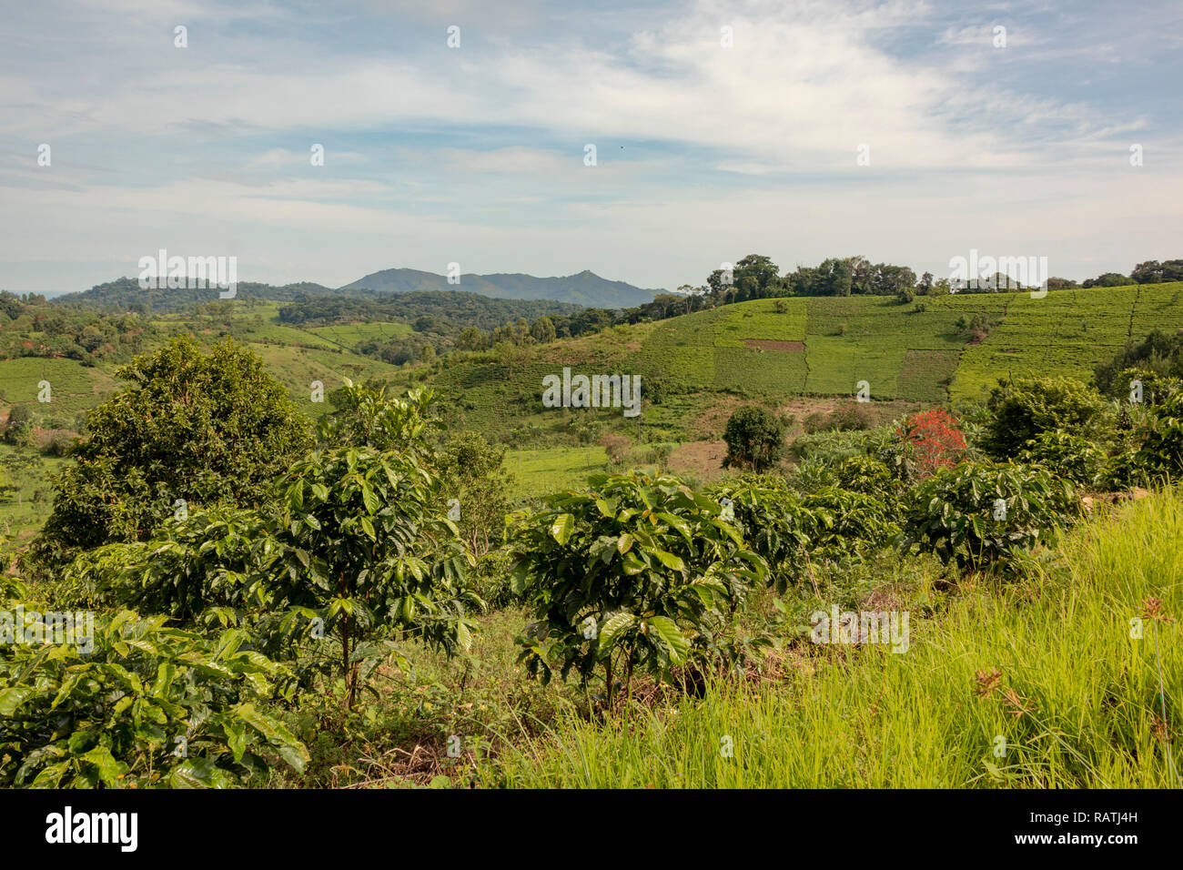 À côté du paysage du Parc National de la Forêt impénétrable de Bwindi ...