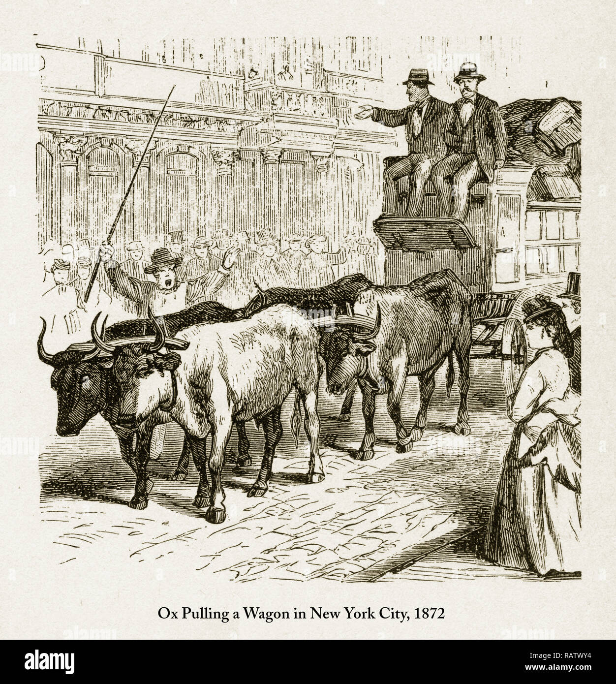 Train de bœufs et charrette Banque de photographies et d’images à haute résolution - Alamy