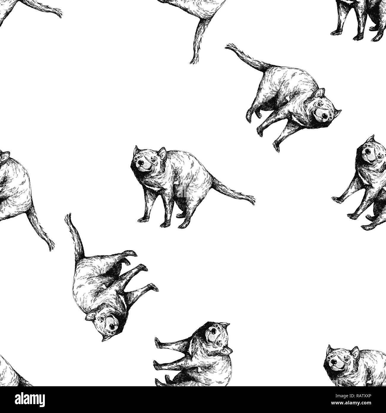 Motif de la main transparente style croquis Diables de Tasmanie isolé ...