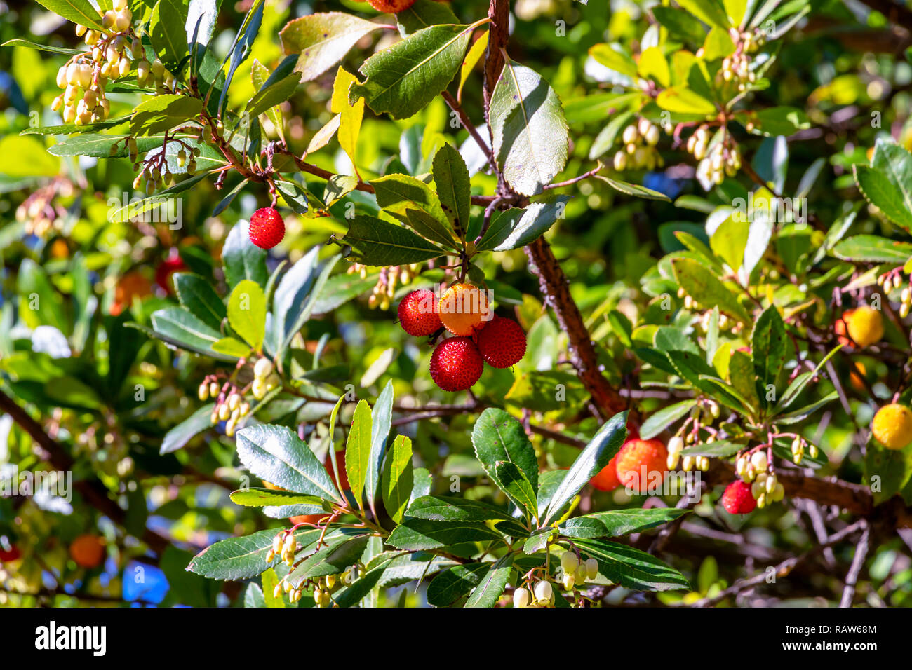 Plante femelle aux fruits rouges Banque de photographies et d’images à ...