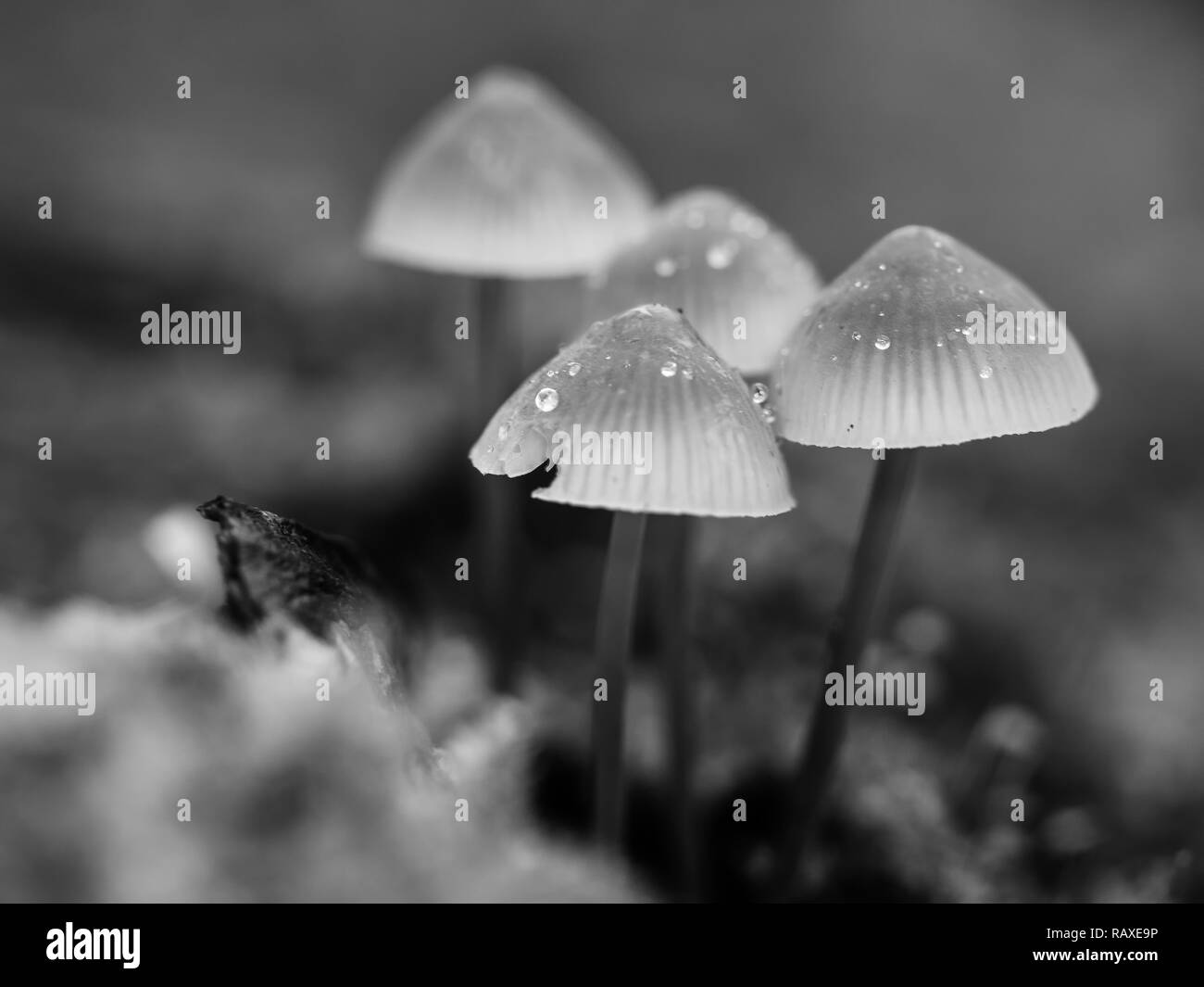 Champignons et mousse Banque d'images noir et blanc - Alamy
