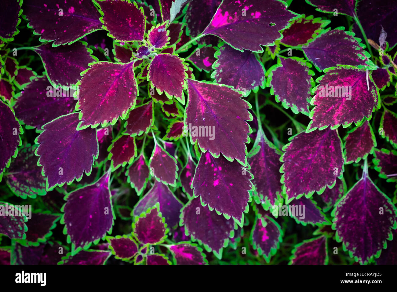Coleus plants Banque de photographies et d’images à haute résolution ...