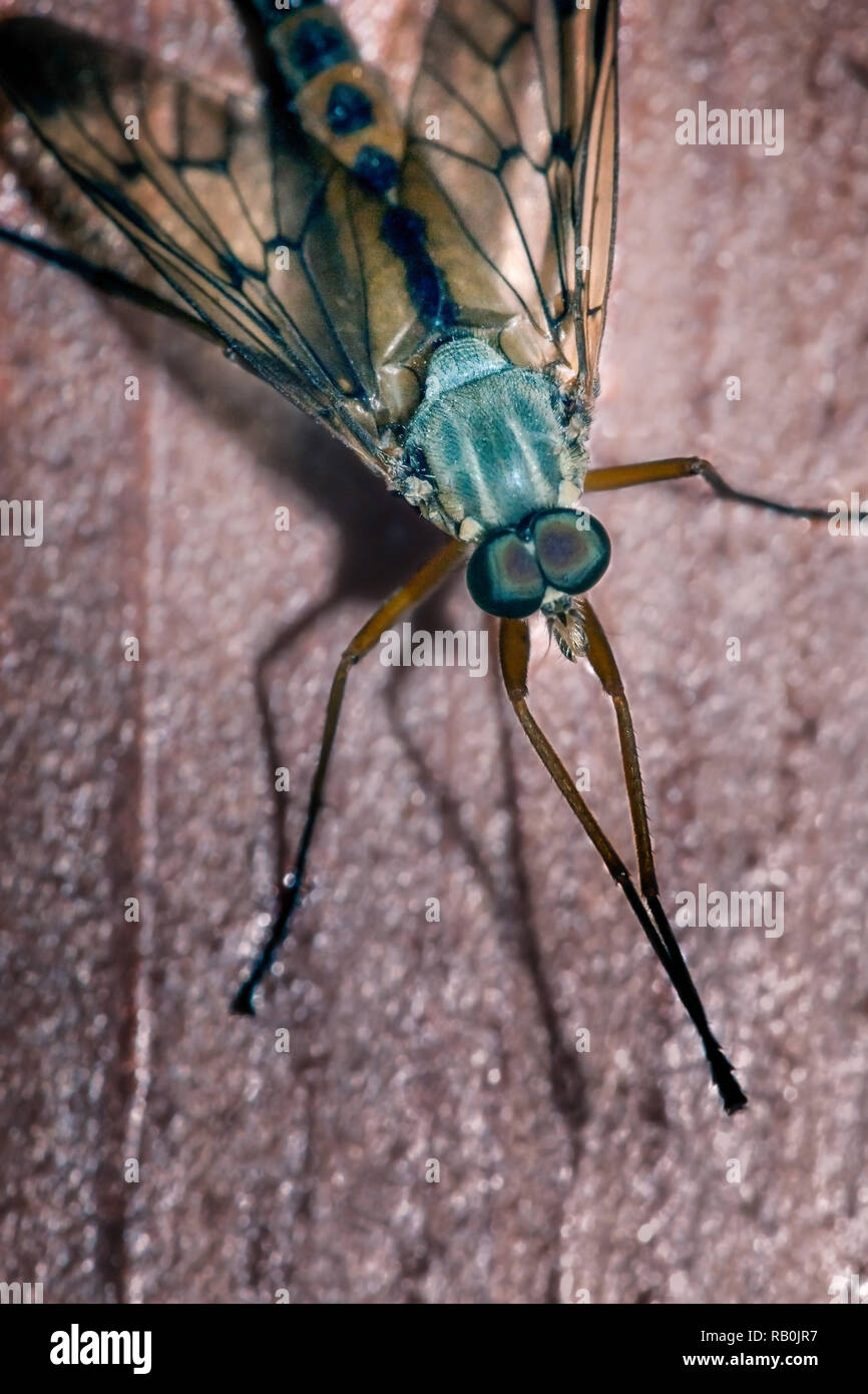 Snipe fly uk Banque de photographies et d’images à haute résolution - Alamy