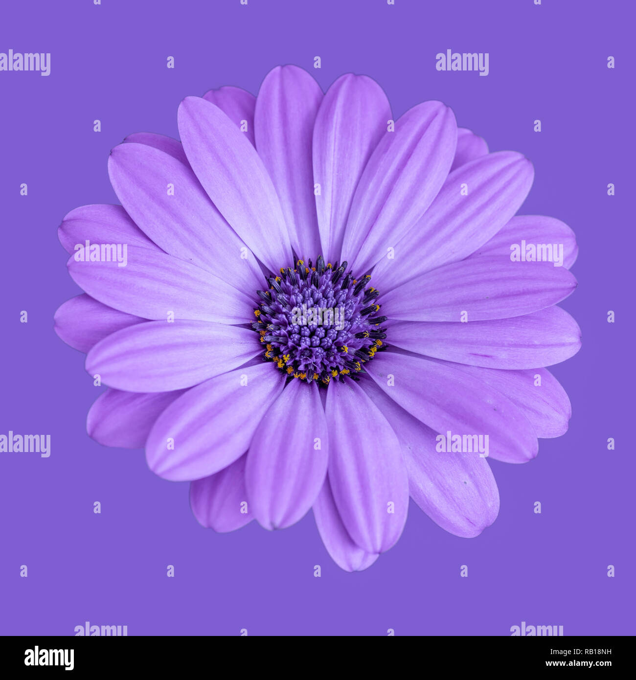 Marguerite africaine unique Banque de photographies et d’images à haute ...