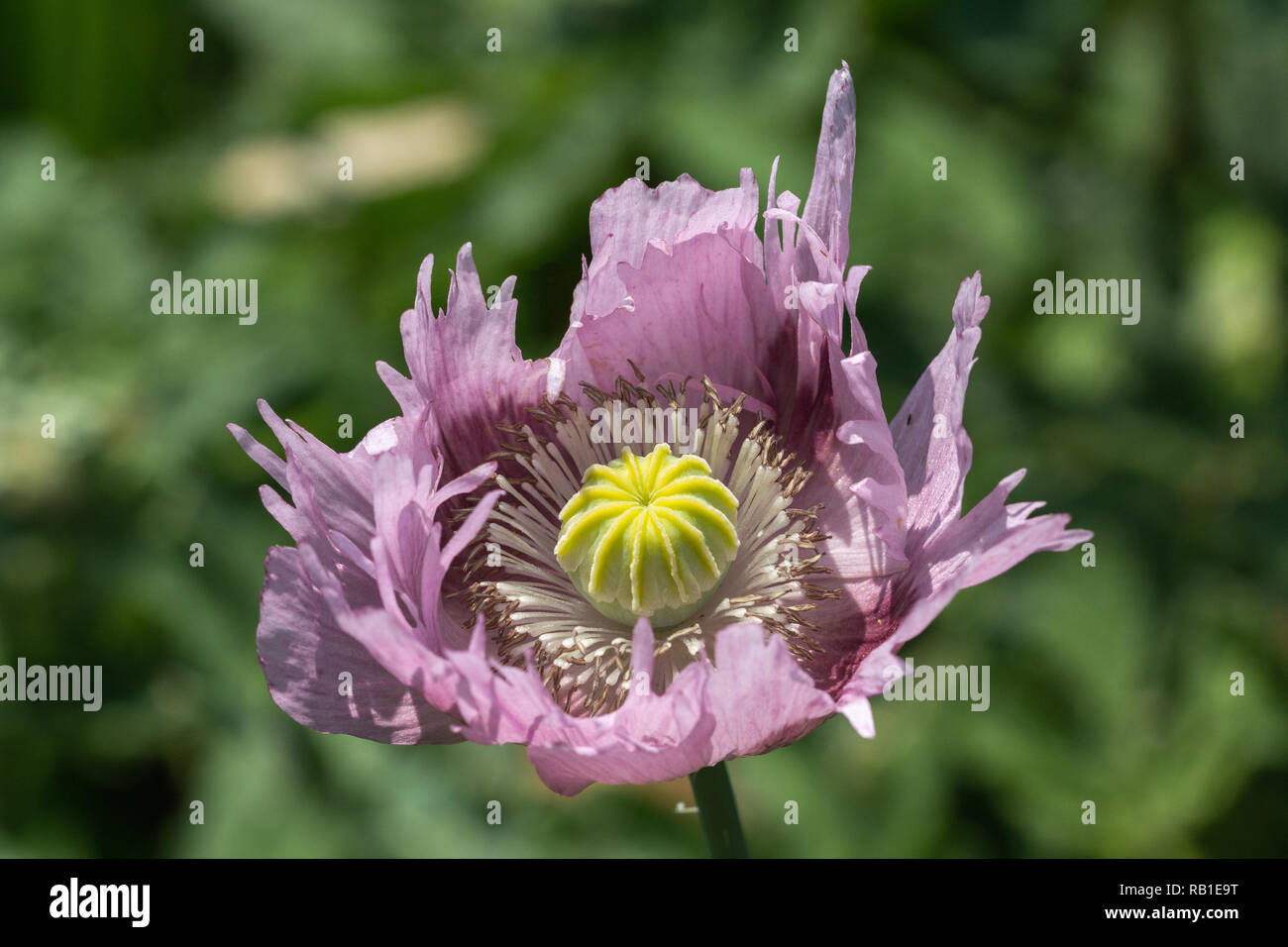 Grande mauve Banque de photographies et d’images à haute résolution - Alamy
