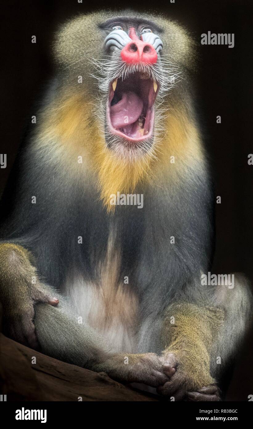 Mandrill face Banque de photographies et d’images à haute résolution ...