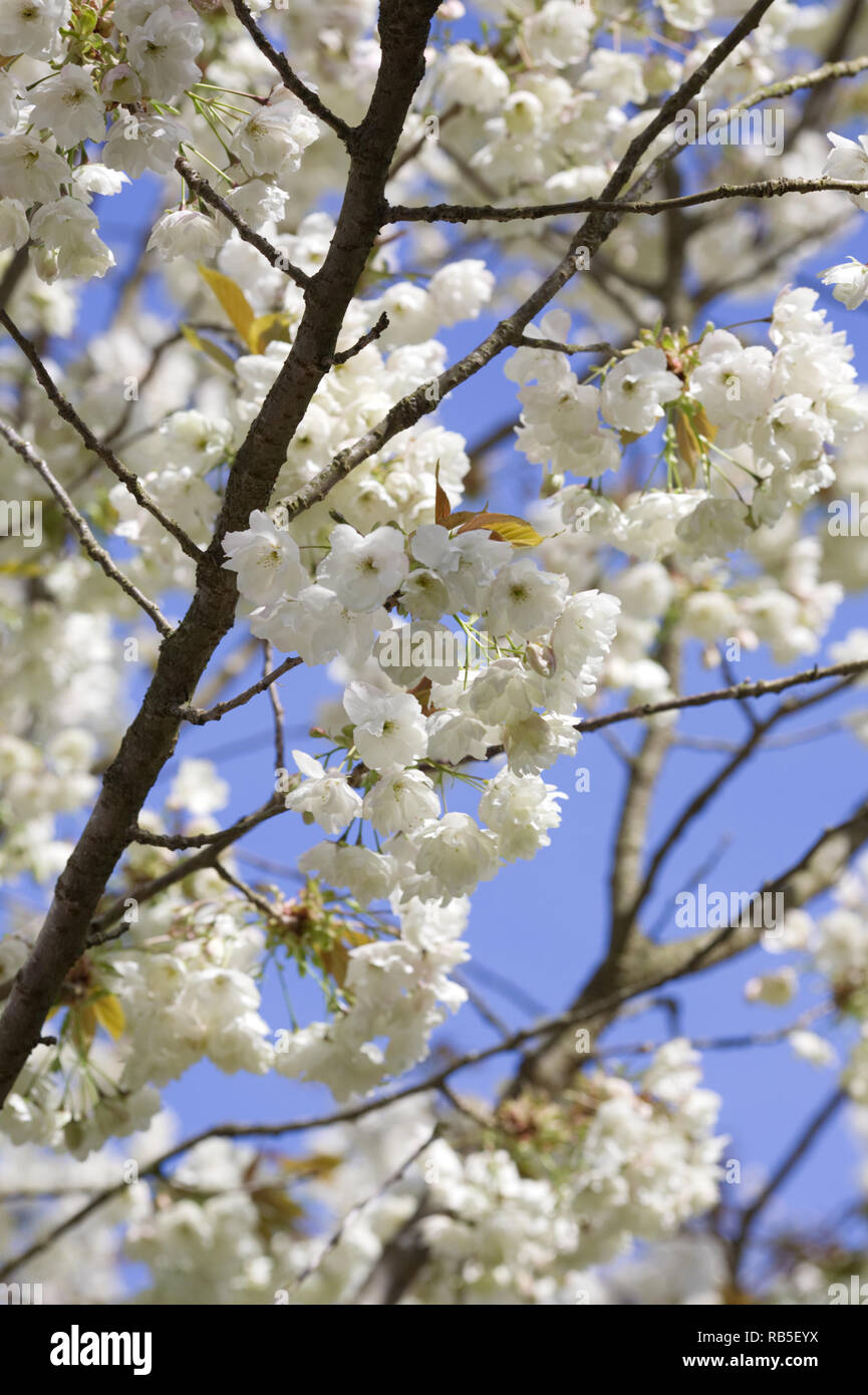 Branches de prunus en fleurs Banque de photographies et d’images à ...