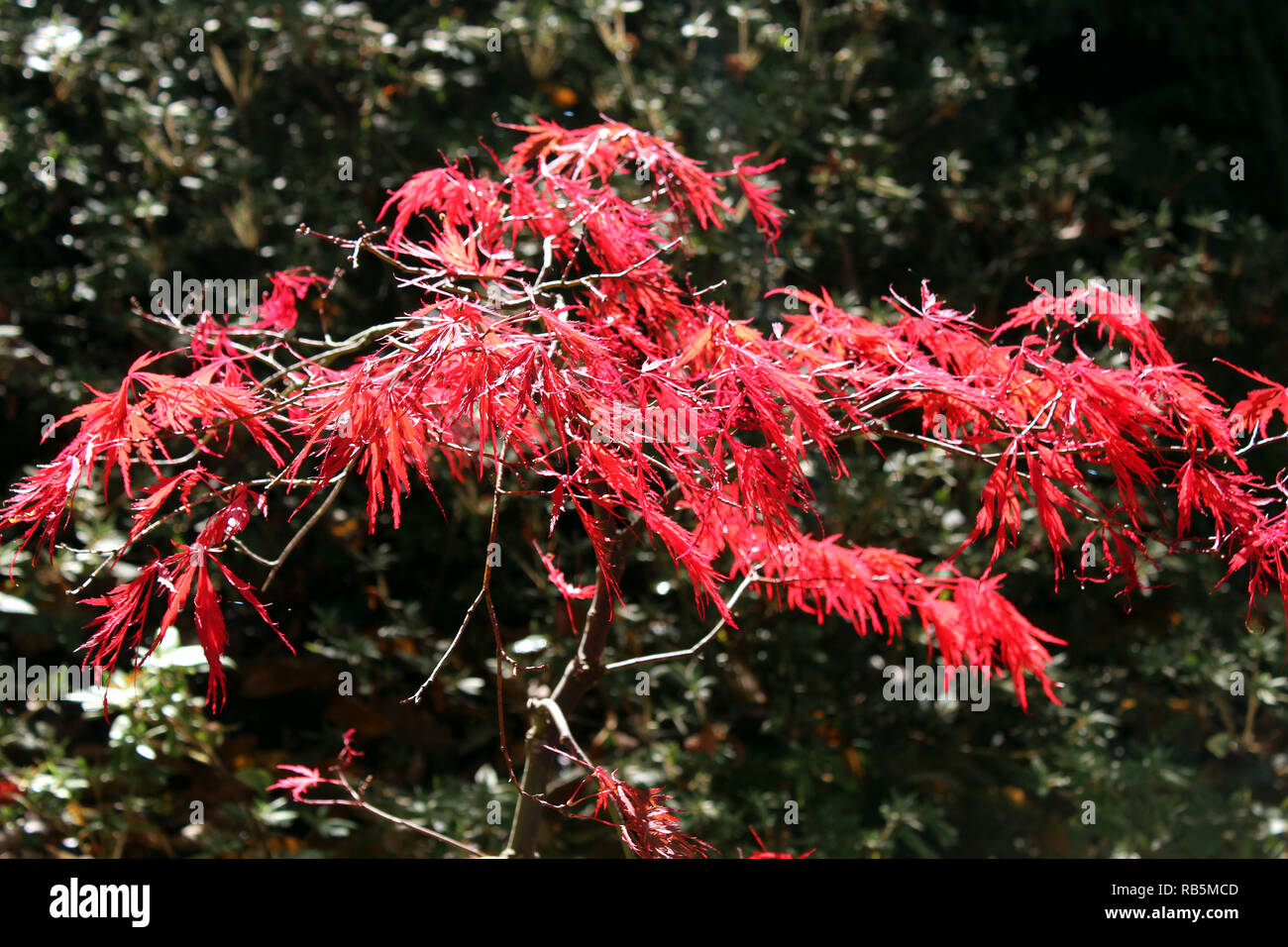 Arbre rouge Banque de photographies et d’images à haute résolution - Alamy