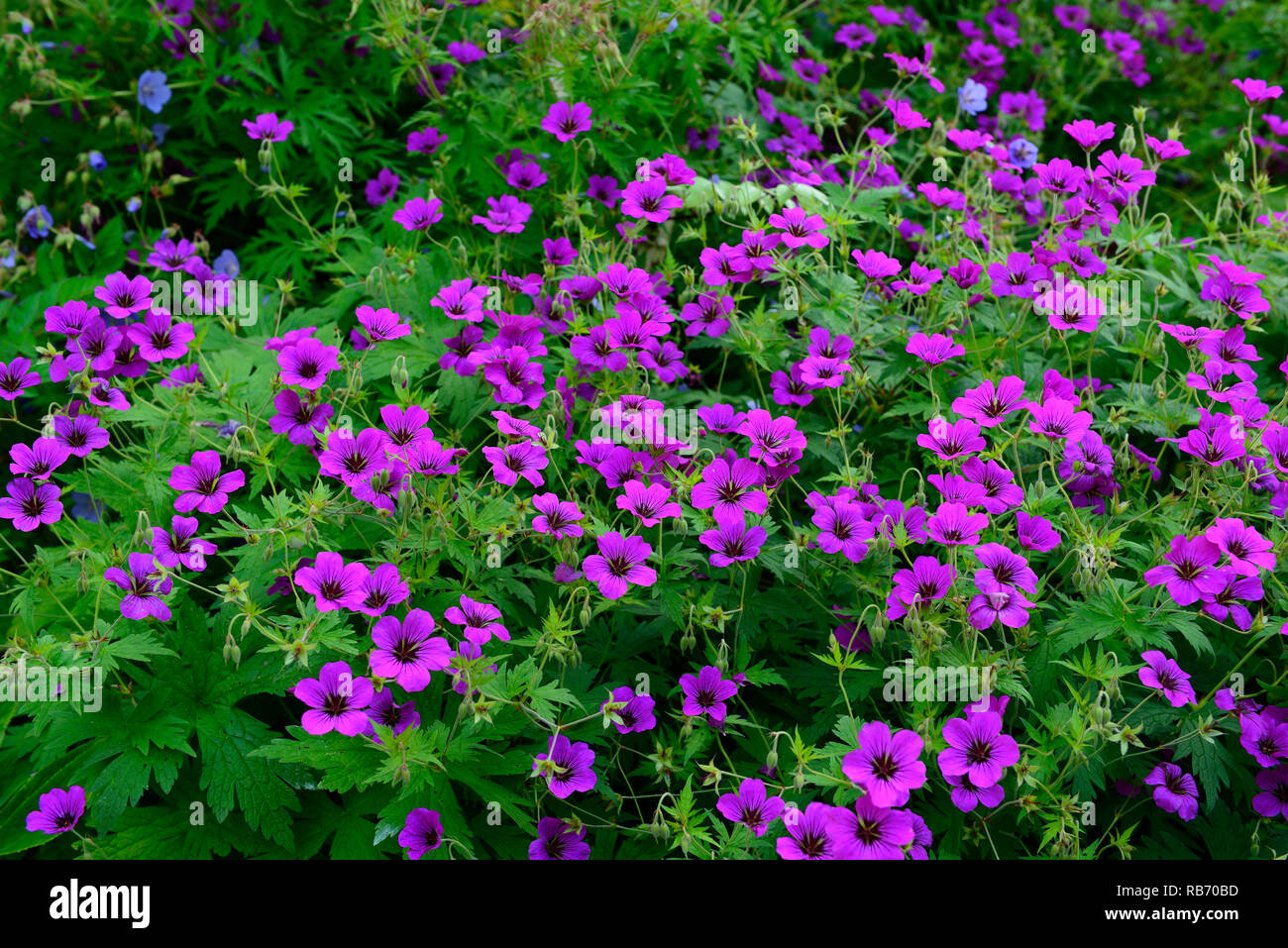 Geranium anne thomson Banque de photographies et d’images à haute ...