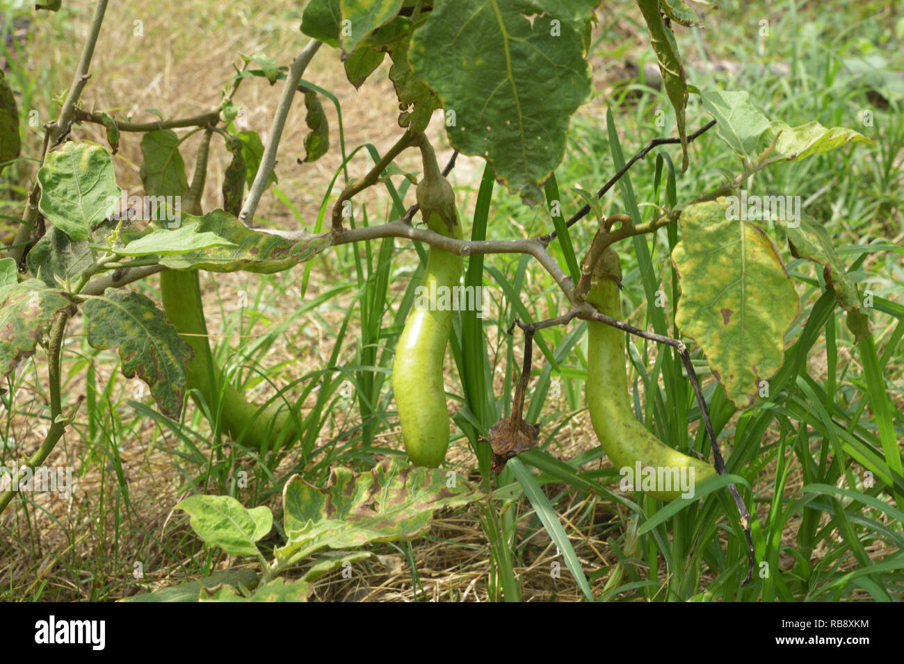 Aubergine thaï longue verte Banque de photographies et d’images à haute ...