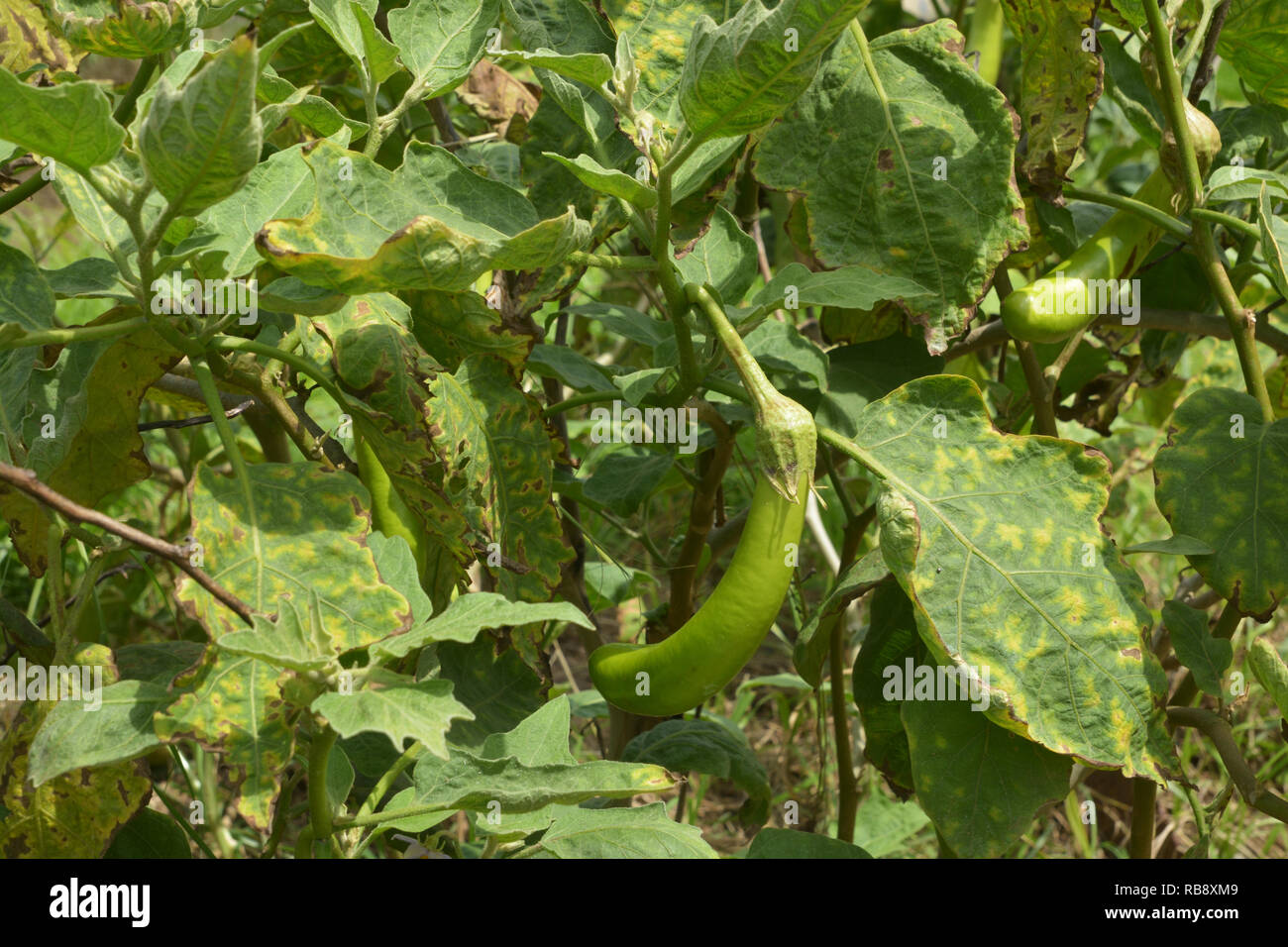 Aubergine thaï longue verte Banque de photographies et d’images à haute ...