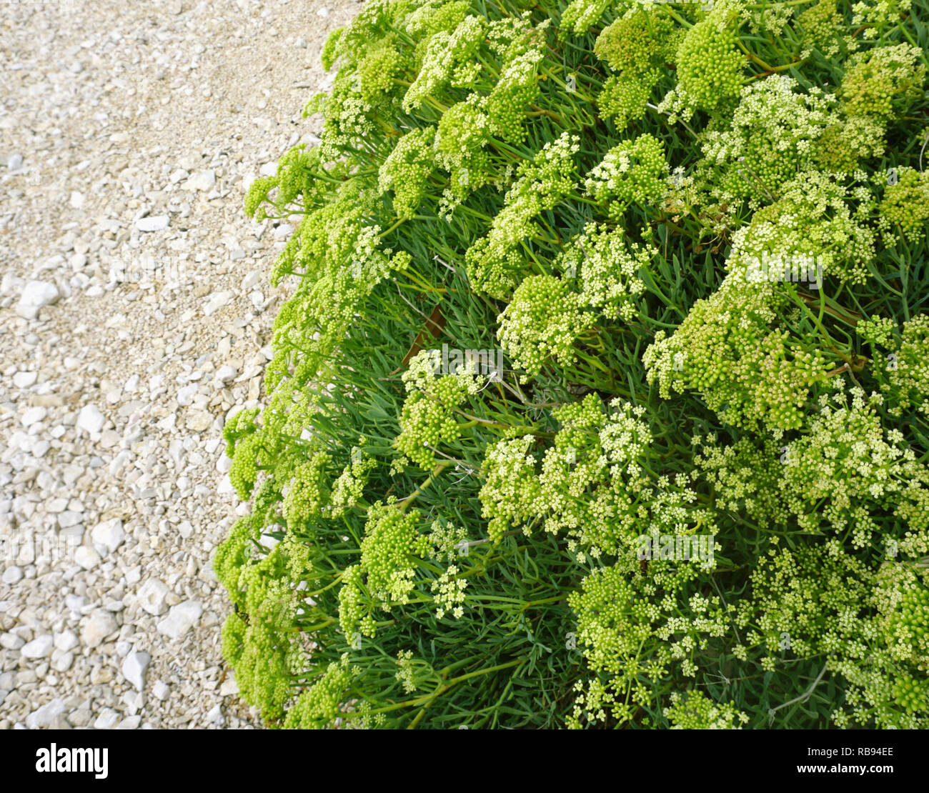 Crithmum maritimum l Banque de photographies et d’images à haute ...