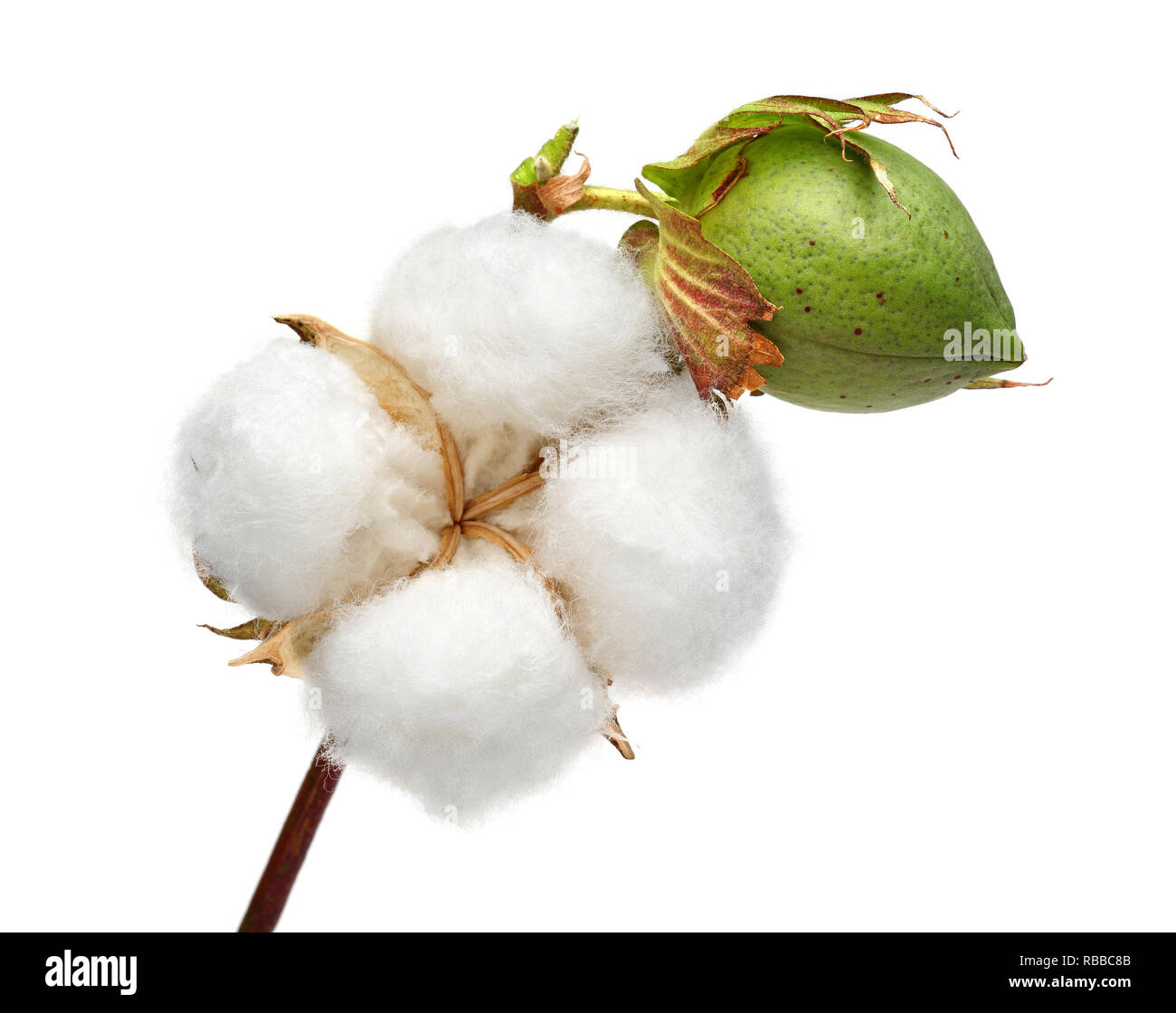 Plant de coton Banque d'images détourées - Alamy
