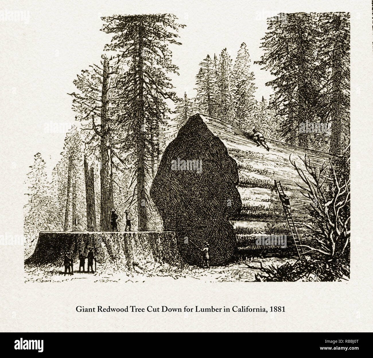 Cut redwood lumber Banque de photographies et d’images à haute ...