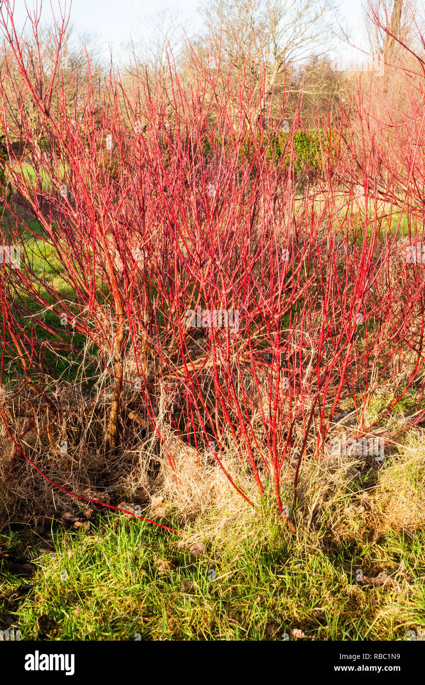 Cornus cornaceae Banque de photographies et d’images à haute résolution ...