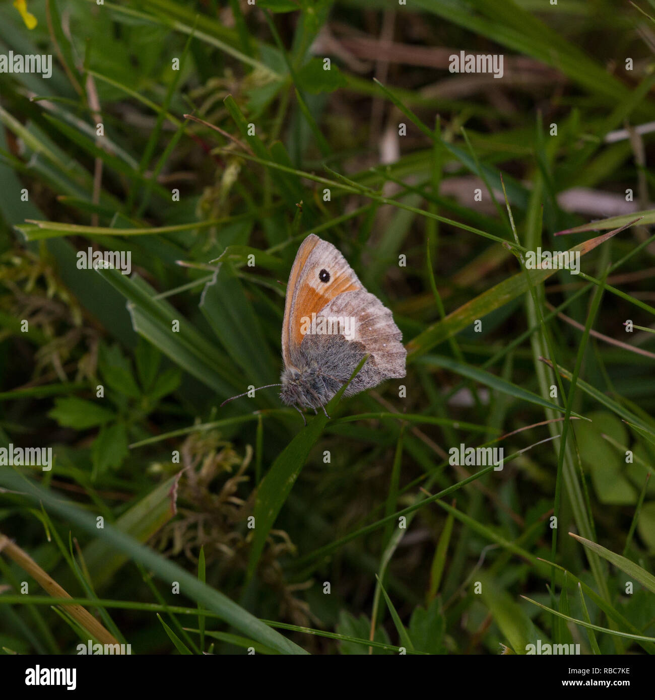 Insecte volant brun Banque de photographies et d’images à haute ...