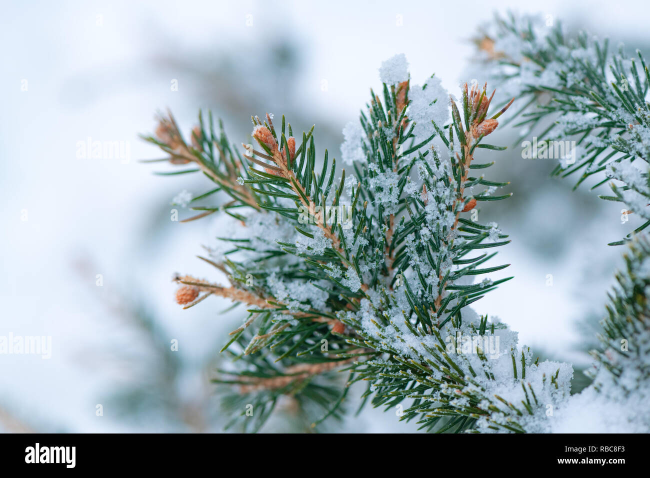Branche de sapin dans la neige Banque de photographies et d’images à ...