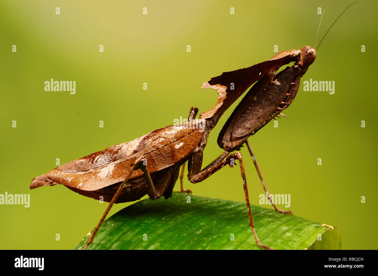 Ghost mantis Banque de photographies et d’images à haute résolution - Alamy