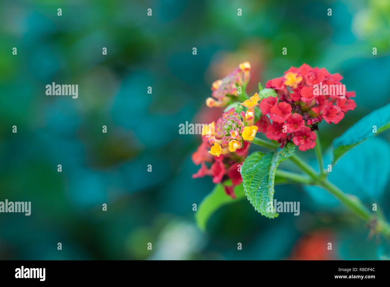 Lantana (homonymie fleur qui s'épanouit. Lantana est un genre d'environ ...
