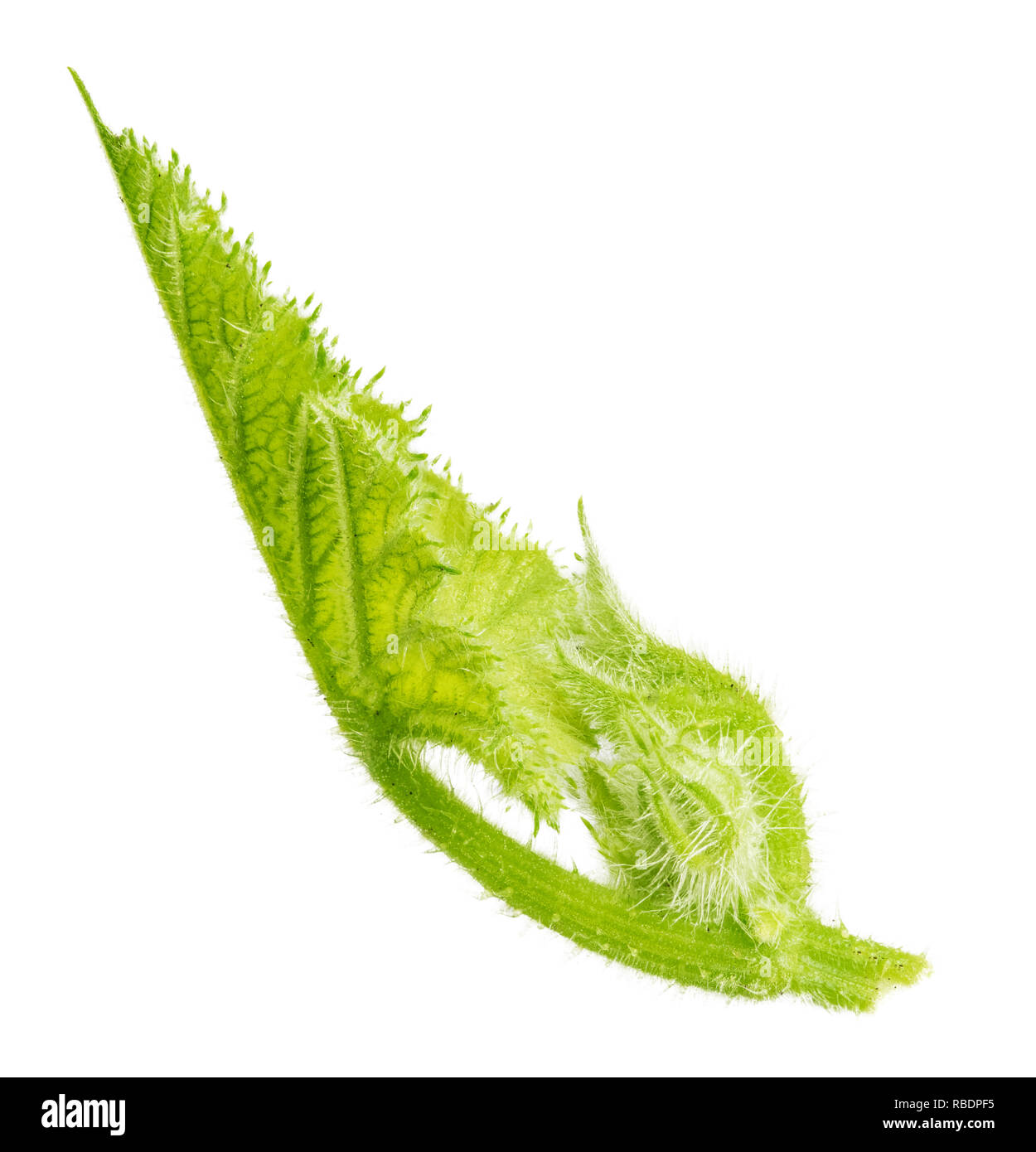 Feuille courgette Banque de photographies et d’images à haute ...