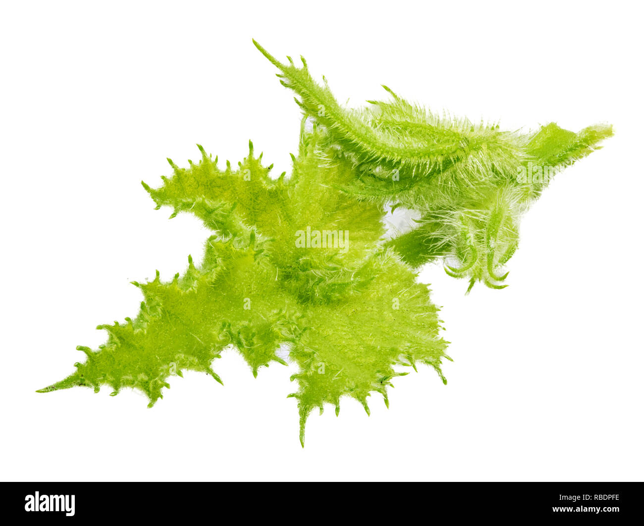 Feuille courgette Banque de photographies et d’images à haute ...