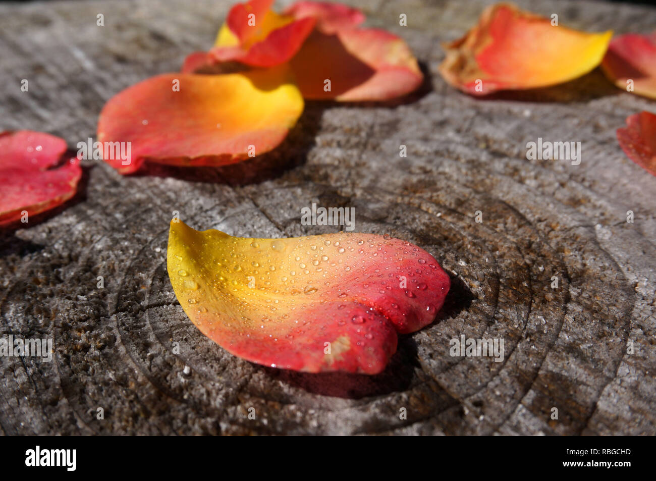 Pétale de rose en forme de coeur Banque de photographies et d’images à ...